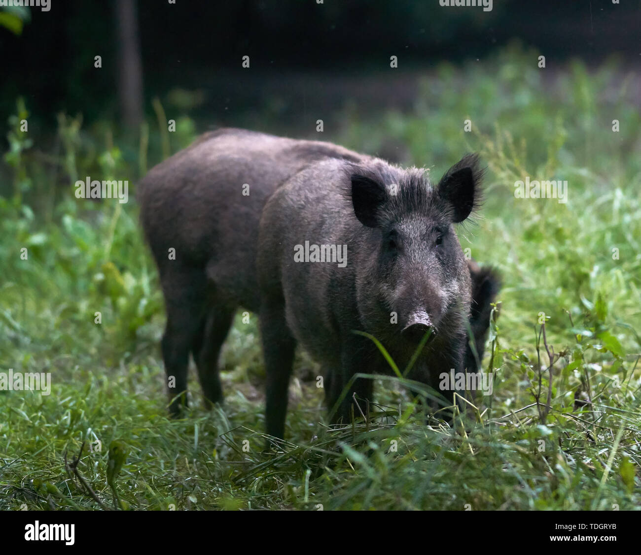 Wild hogs after dusk in the forest, rooting Stock Photo - Alamy