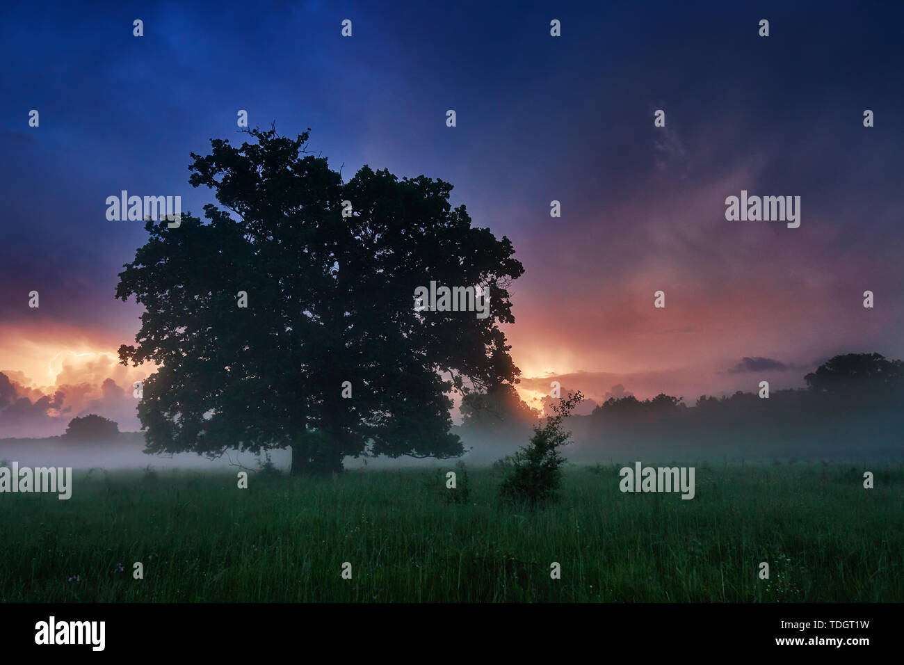 Oak night mist hi-res stock photography and images - Alamy