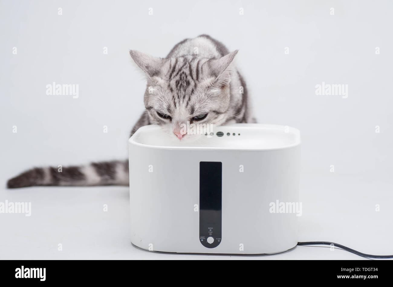 cat, pet, cat, animal, sprouting Stock Photo - Alamy