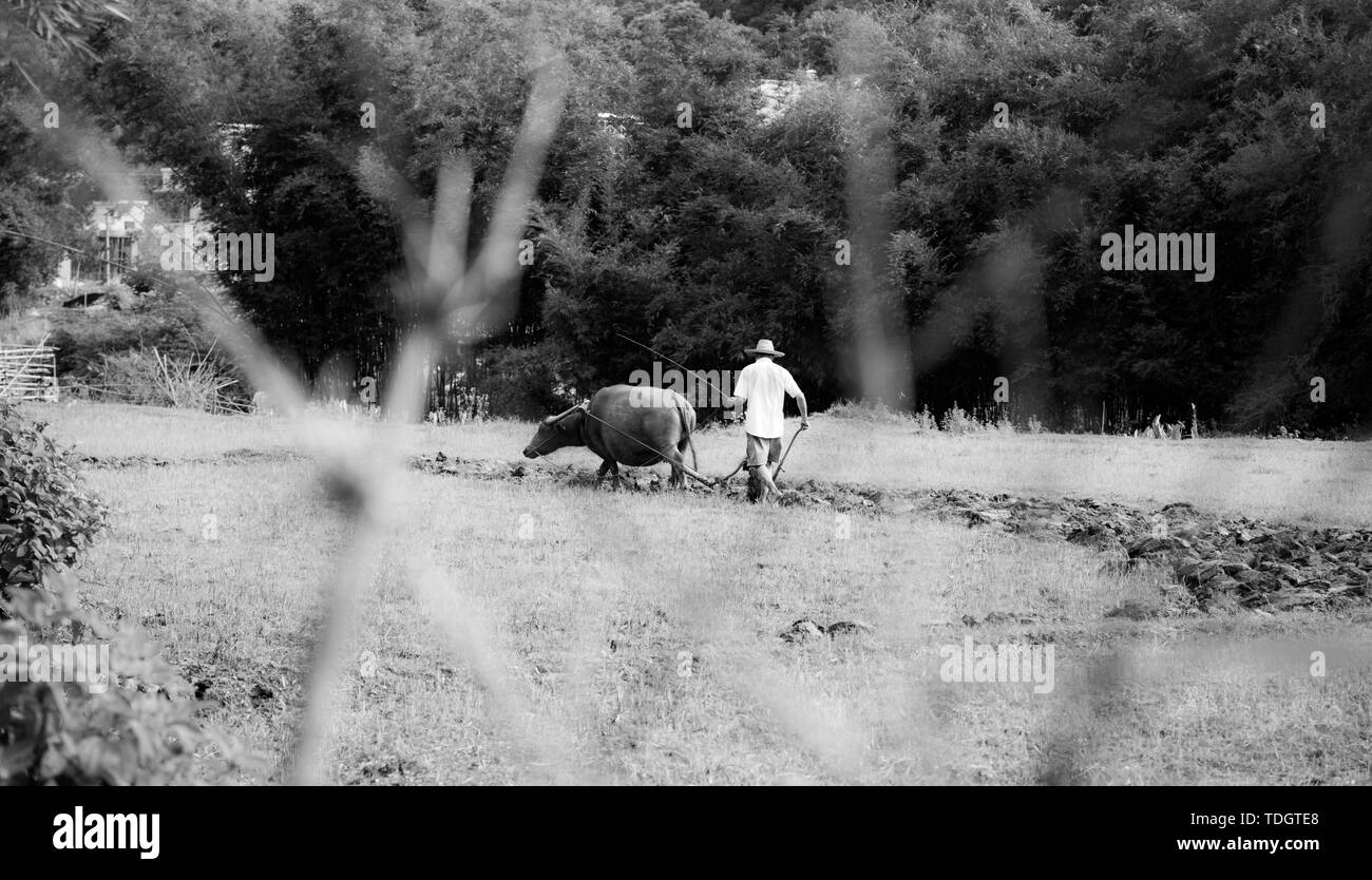 Farming old farmers, cattle, black and white Stock Photo - Alamy