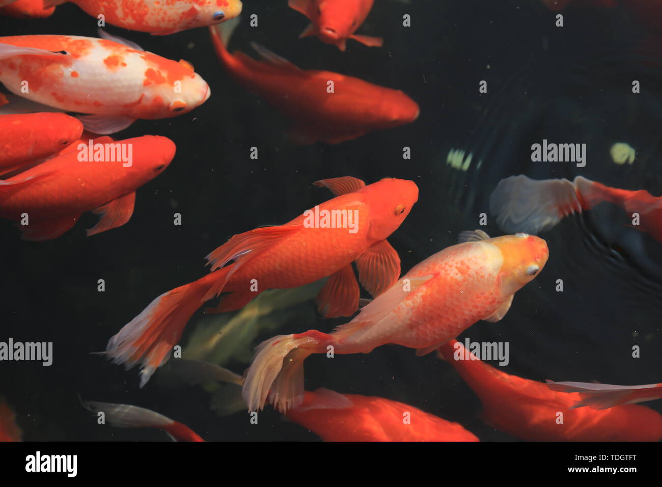 Fish koi fish Stock Photo - Alamy