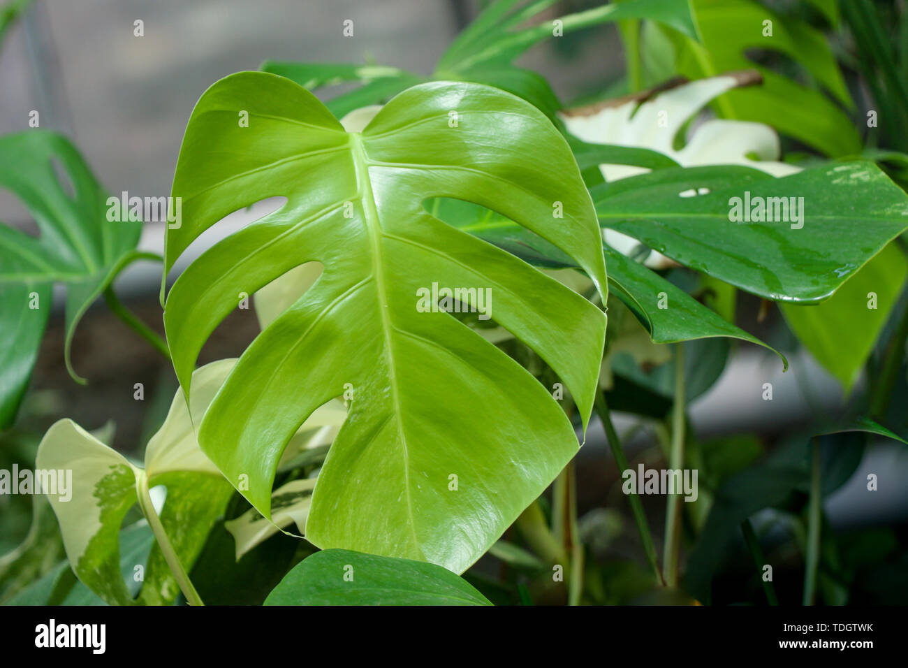 One separate green leaf of spring season Stock Photo - Alamy