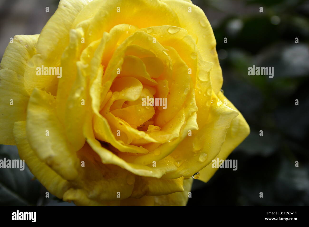 Yellow Floribunda Rose, Friesia, with water drops on the petals Stock ...