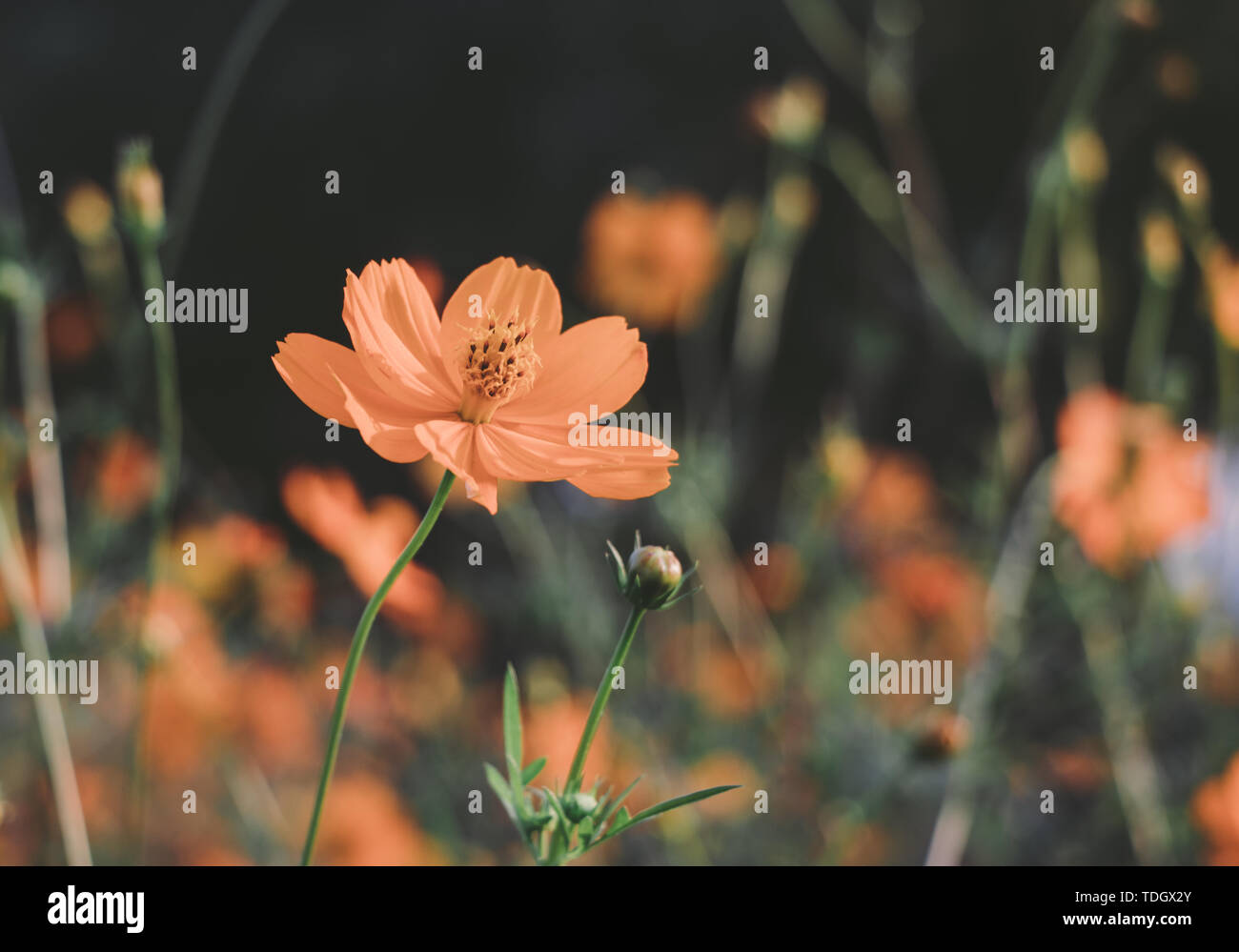 Gesang flower, also known as Gesamato, is a symbol of Tibetan culture ...