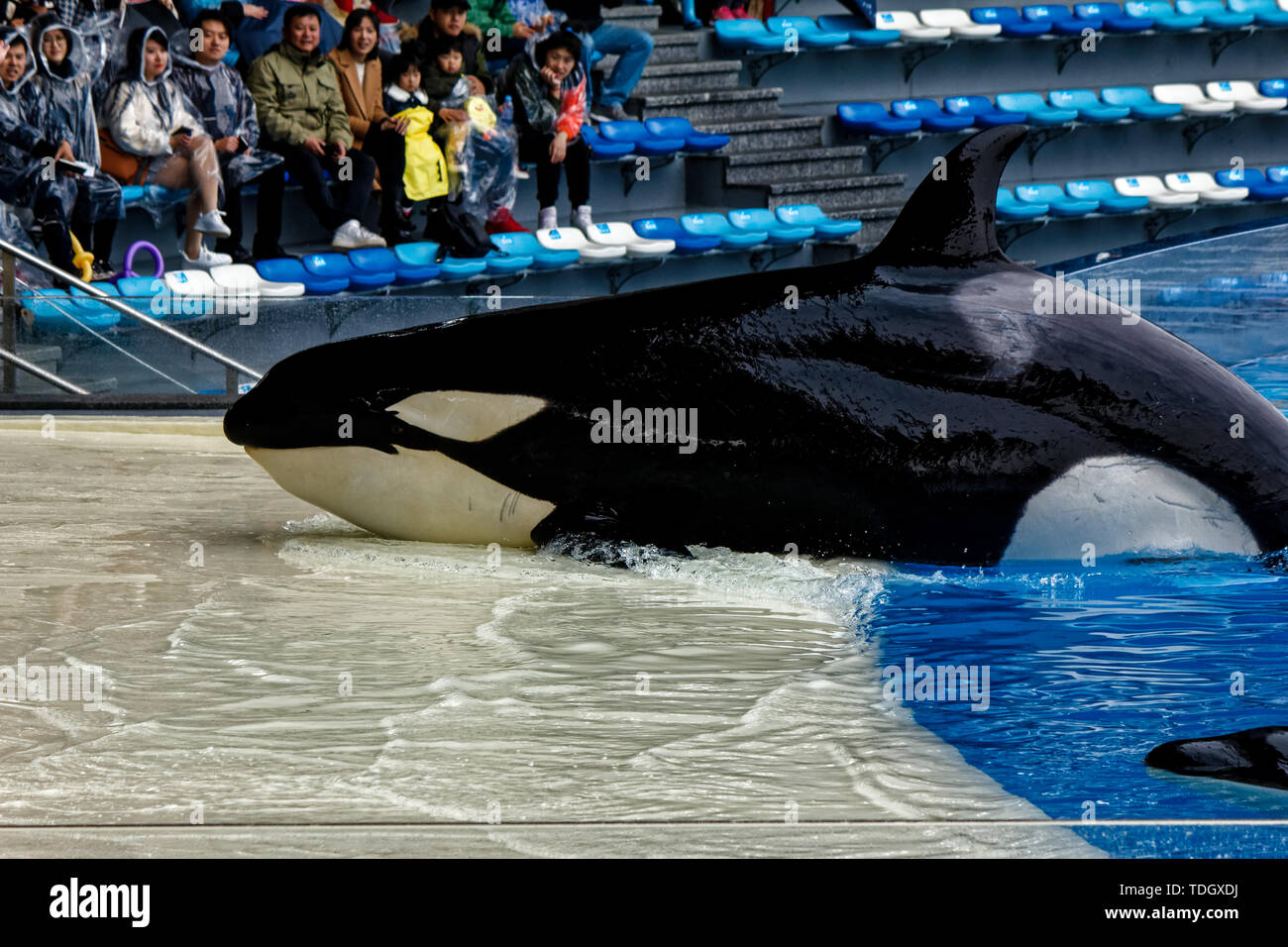 Haichang Ocean Park orca performance in Shanghai Stock Photo - Alamy