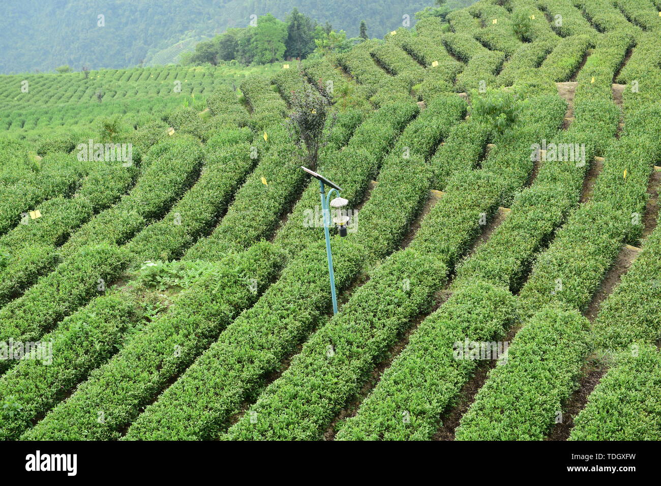 Tea garden scenery Stock Photo - Alamy