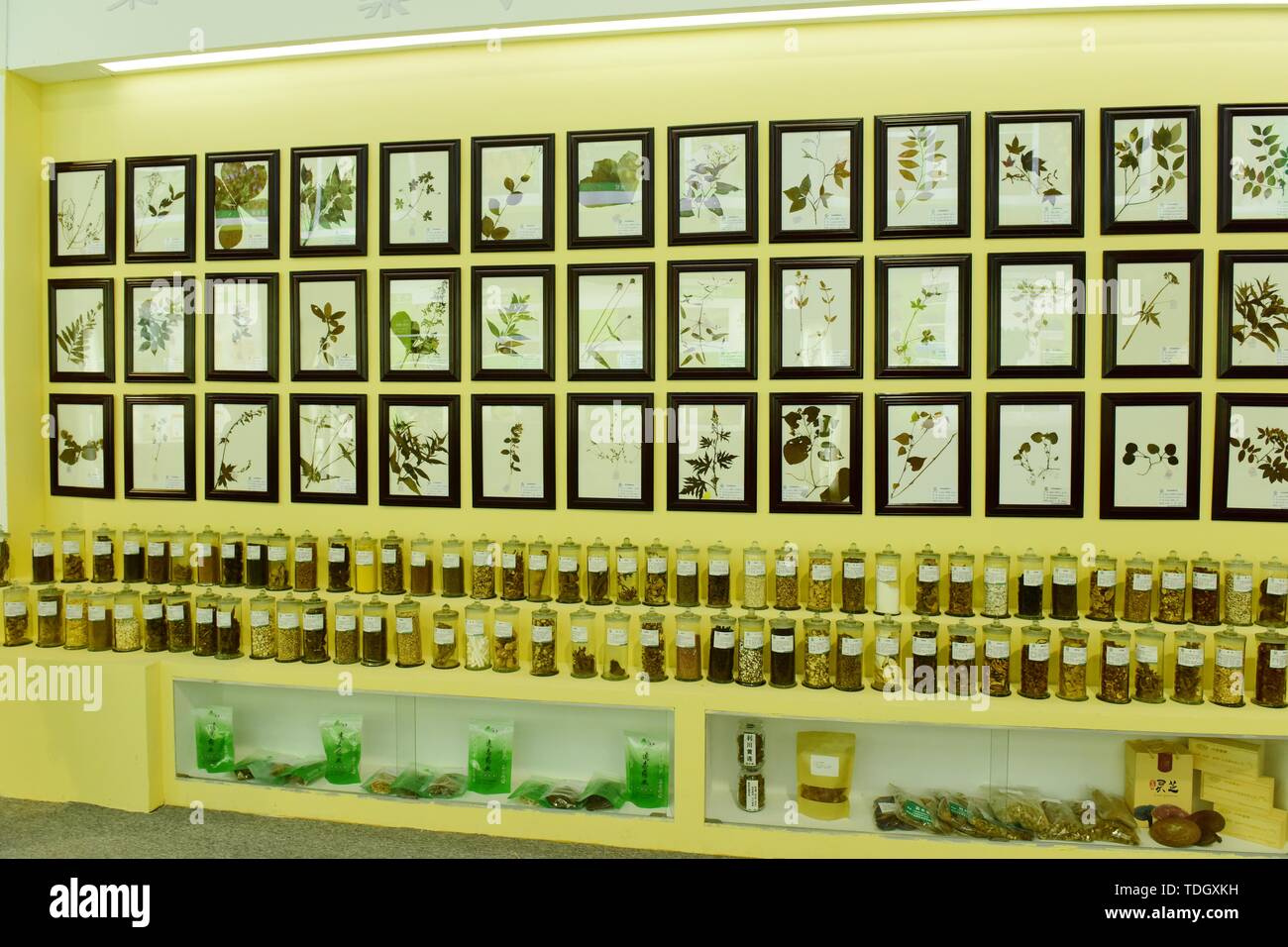 Chinese herbal plant specimens Stock Photo - Alamy