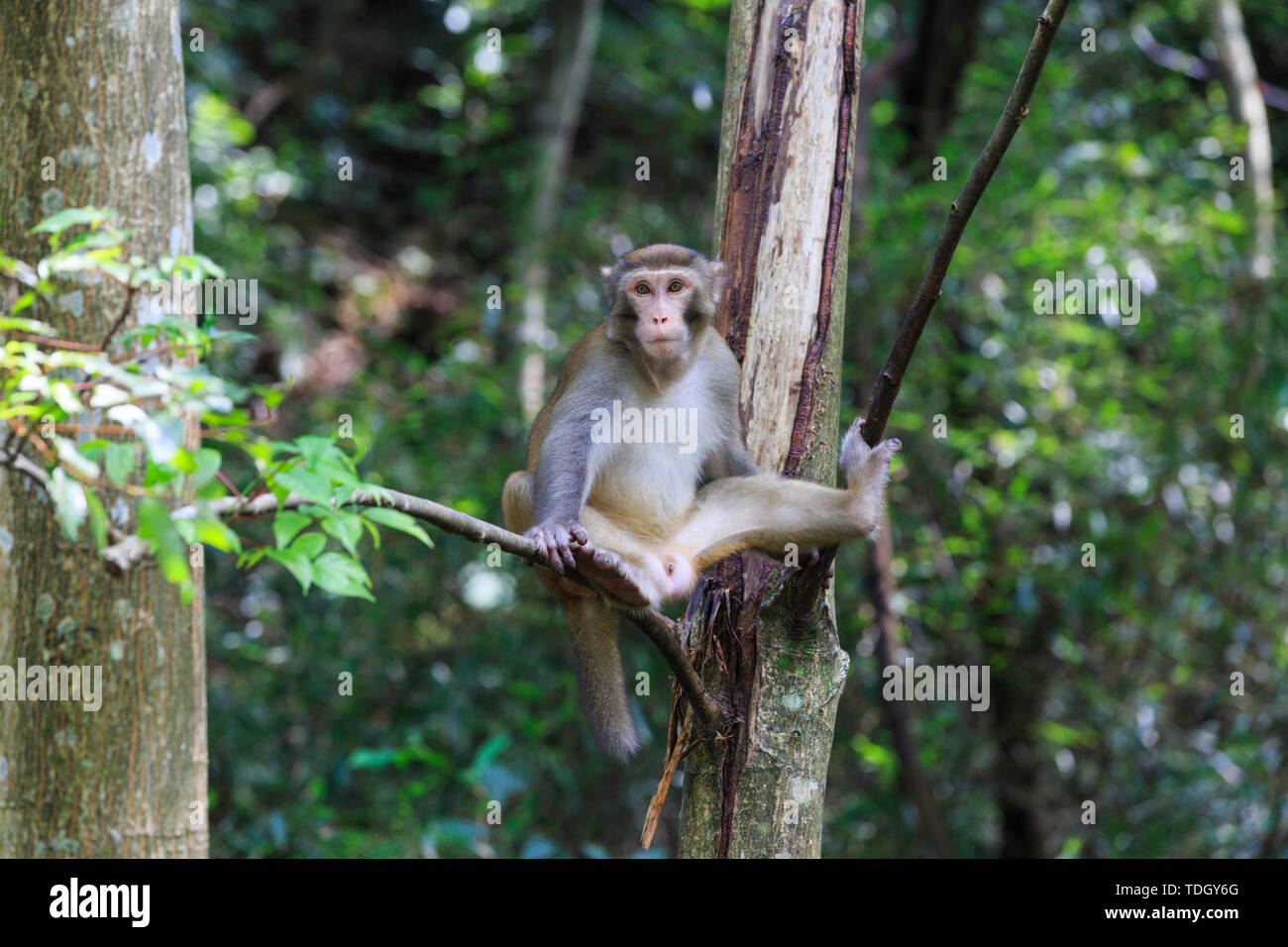 Macaques parks hi-res stock photography and images - Alamy
