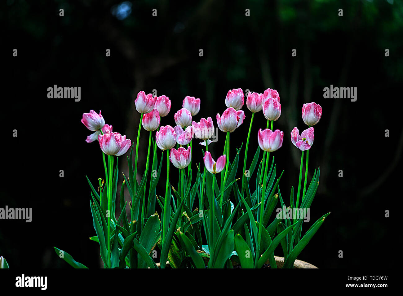 Temple fairs, Chinese New Year, blessings, incense, tulips, food ...