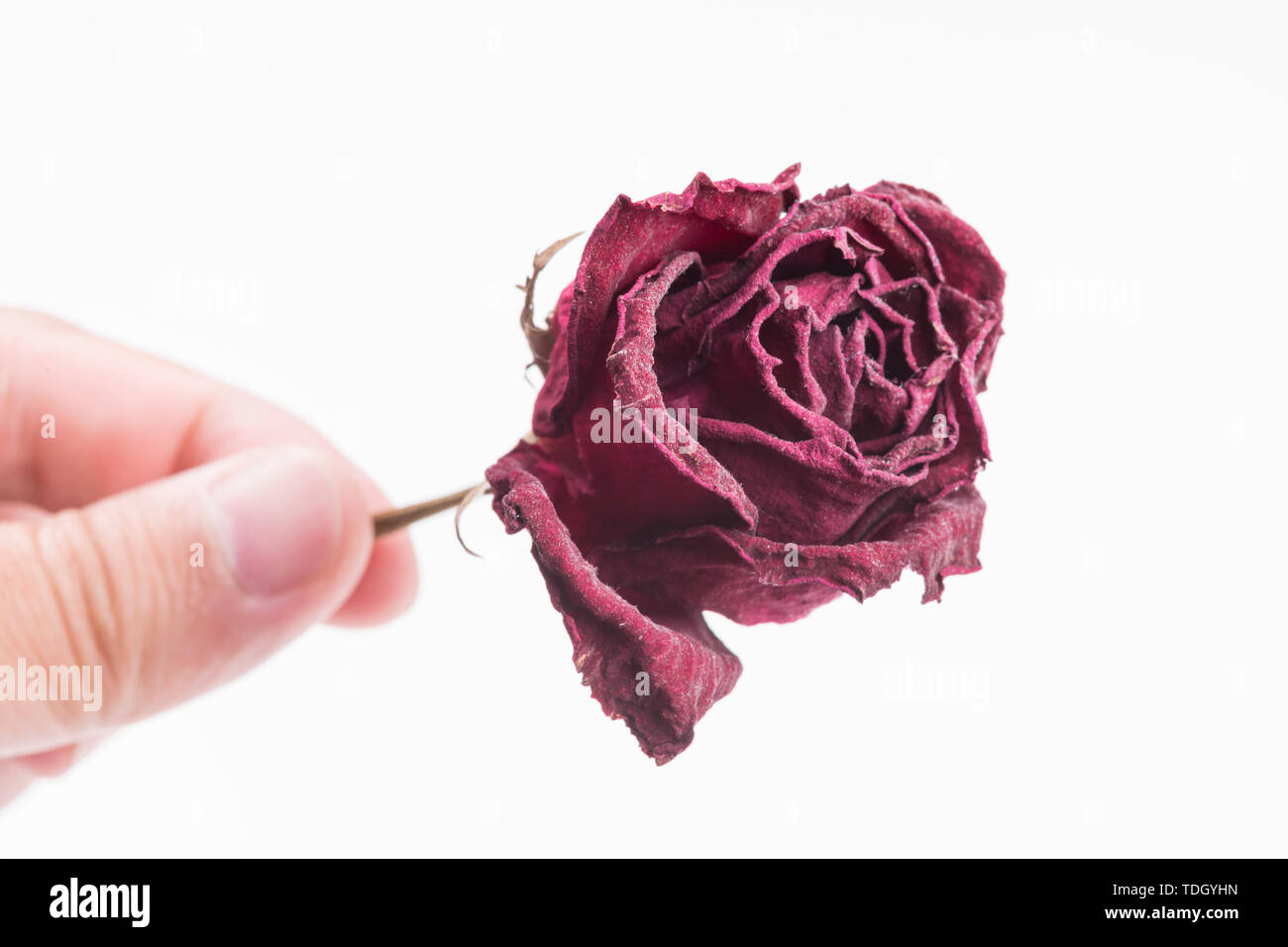 Wilting rose hi-res stock photography and images - Alamy