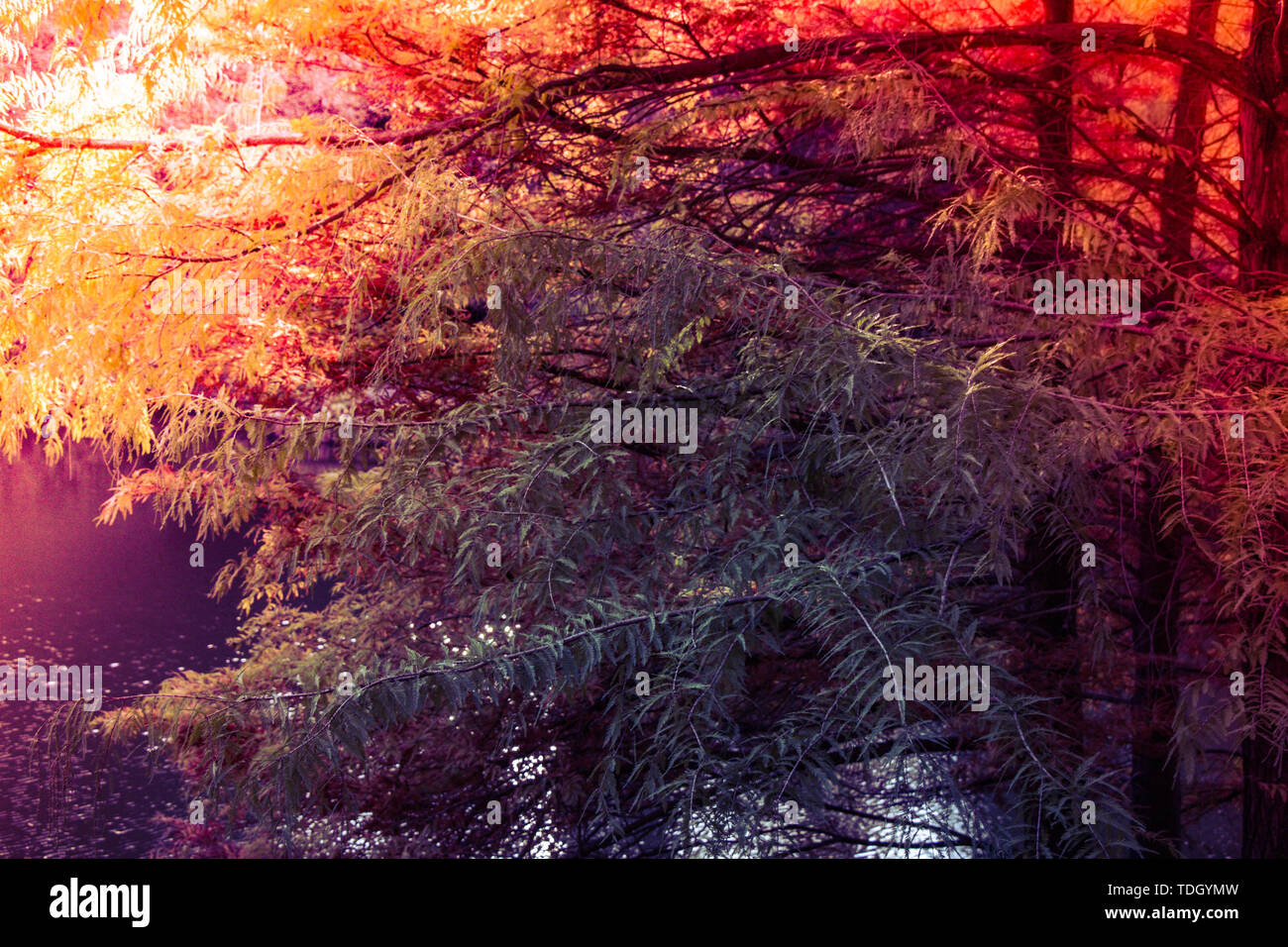 Autumn tree leaves texture background. leaf background texture Stock ...