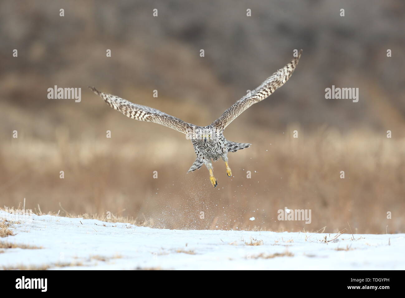 Eagle Birds of Raptor Wildlife Stock Photo - Alamy