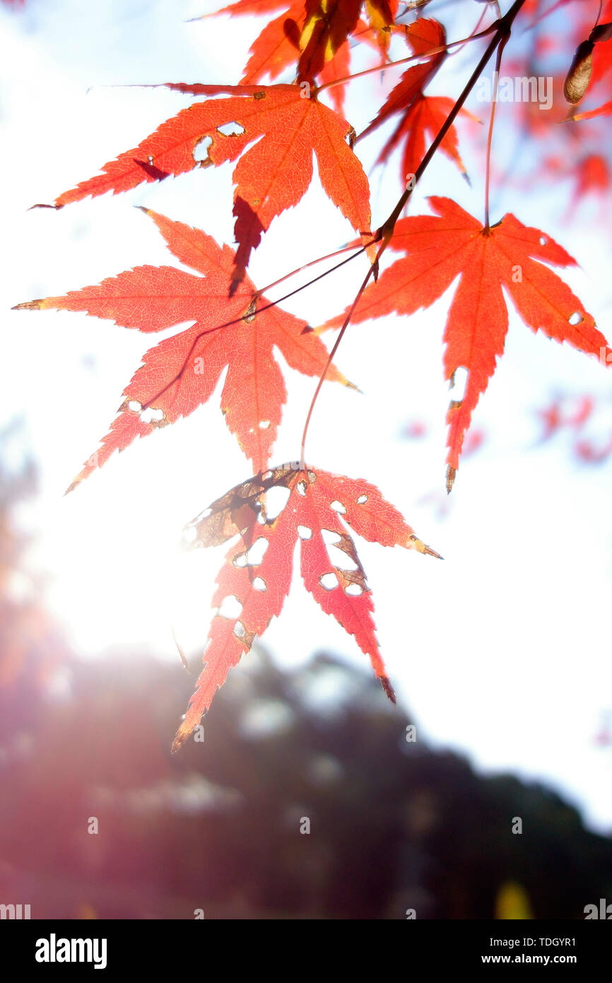 Chicken claw maple hi-res stock photography and images - Alamy
