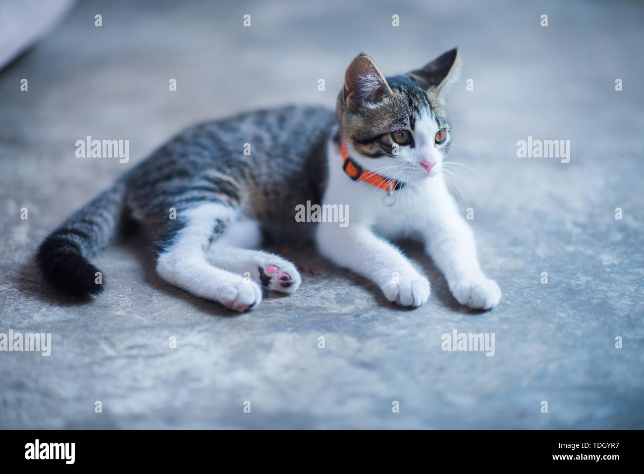 Stunned cat hi-res stock photography and images - Alamy
