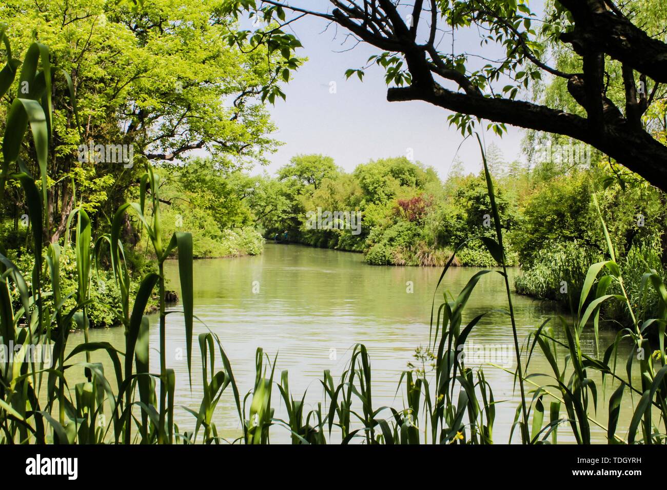 Scenery of Xixi Wetland Park in Hangzhou Stock Photo - Alamy