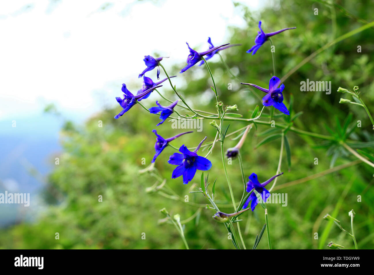Shangri-La white land, wild flowers, Yunnan Stock Photo - Alamy