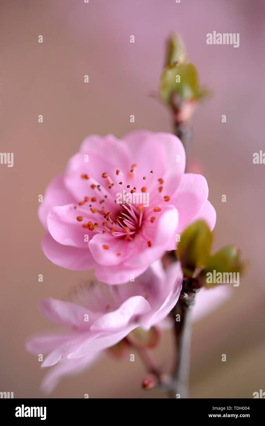 Pink spring plum Stock Photo - Alamy