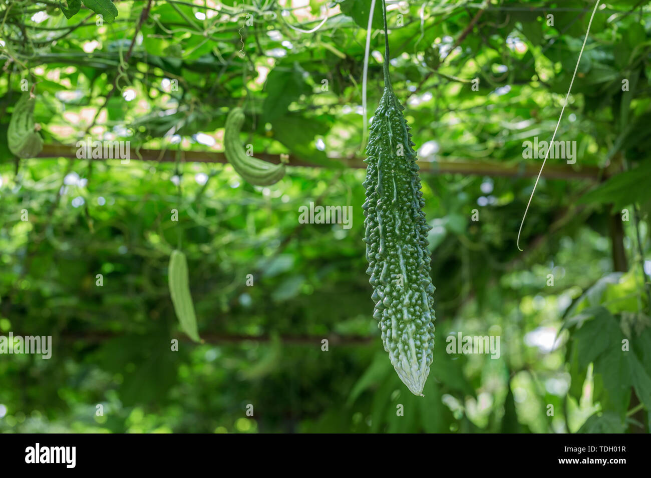 Bitter pear growing under the scaffold Stock Photo - Alamy