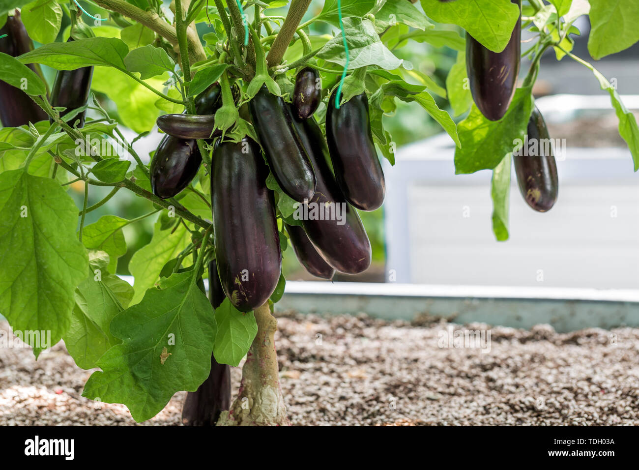 Long tomato planting. Photographed at Shandong Shouguang Vegetable Expo ...