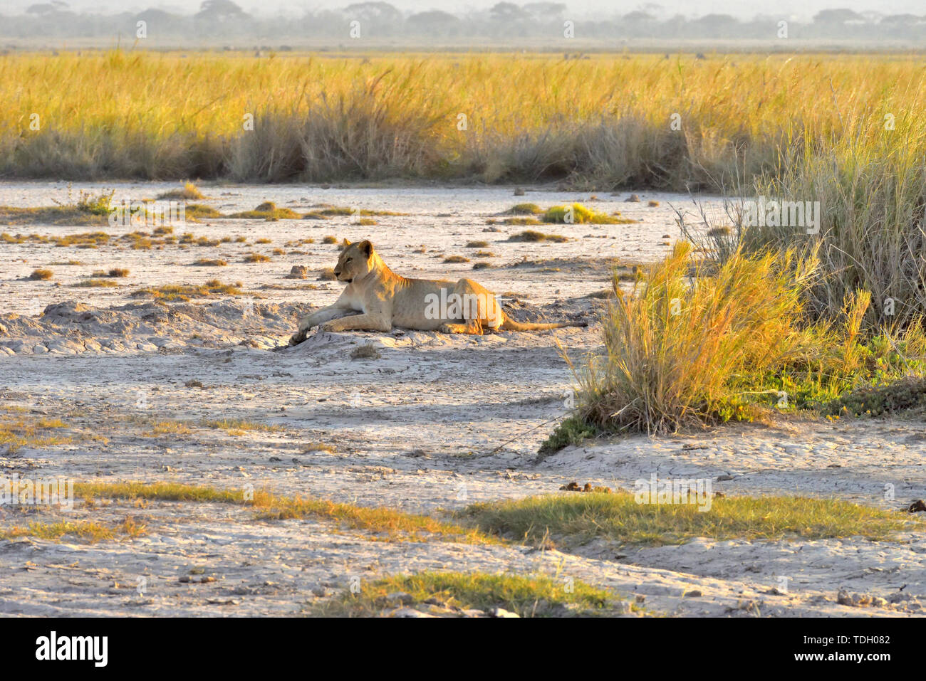 The Lions, the Simba family Stock Photo - Alamy