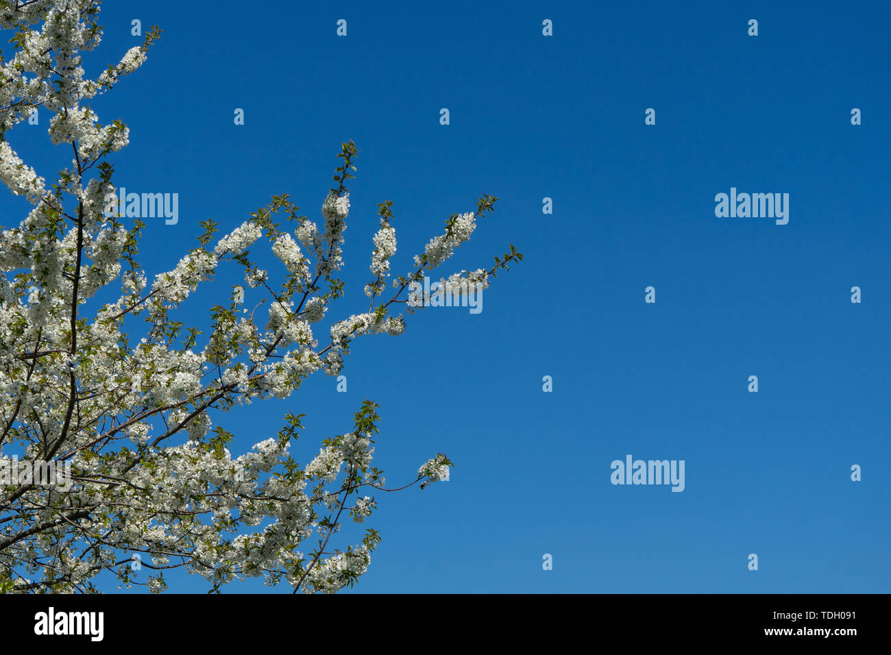 Branches of apple tree with blue background Stock Photo - Alamy