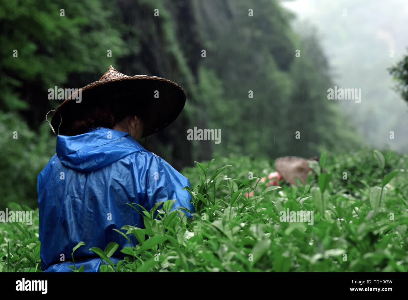 Children picking flowers in garden hi-res stock photography and images ...