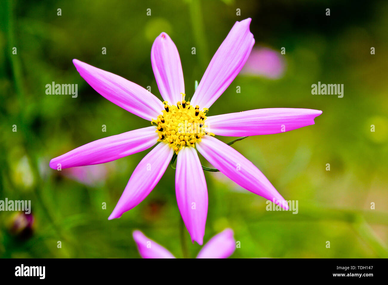 Scenery of Gucun Park in Shanghai Stock Photo - Alamy