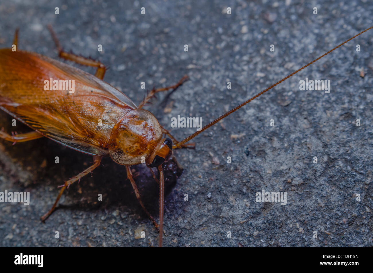 Human cockroach hi-res stock photography and images - Alamy