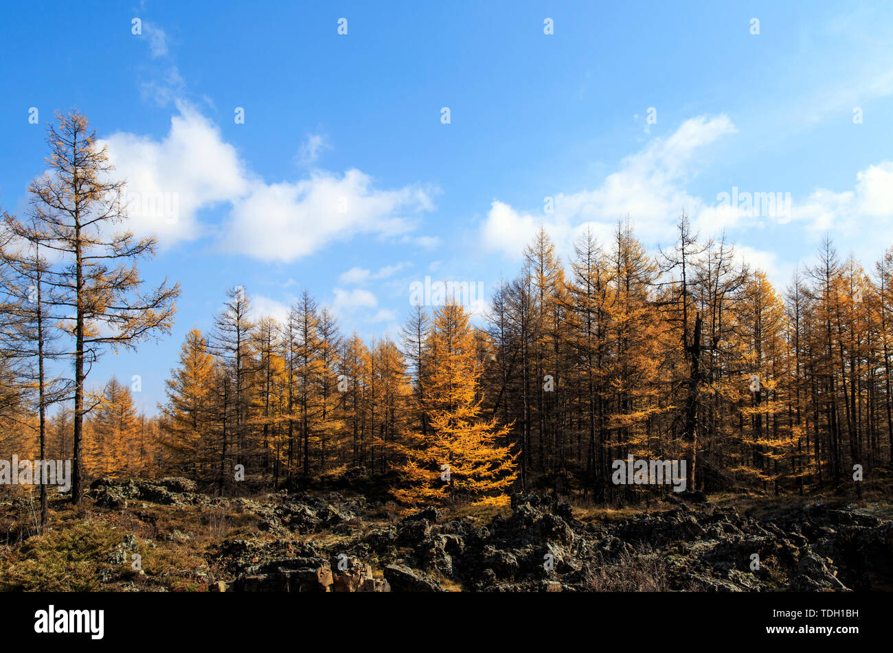 Endemic geomorphology of Alshan Stock Photo - Alamy