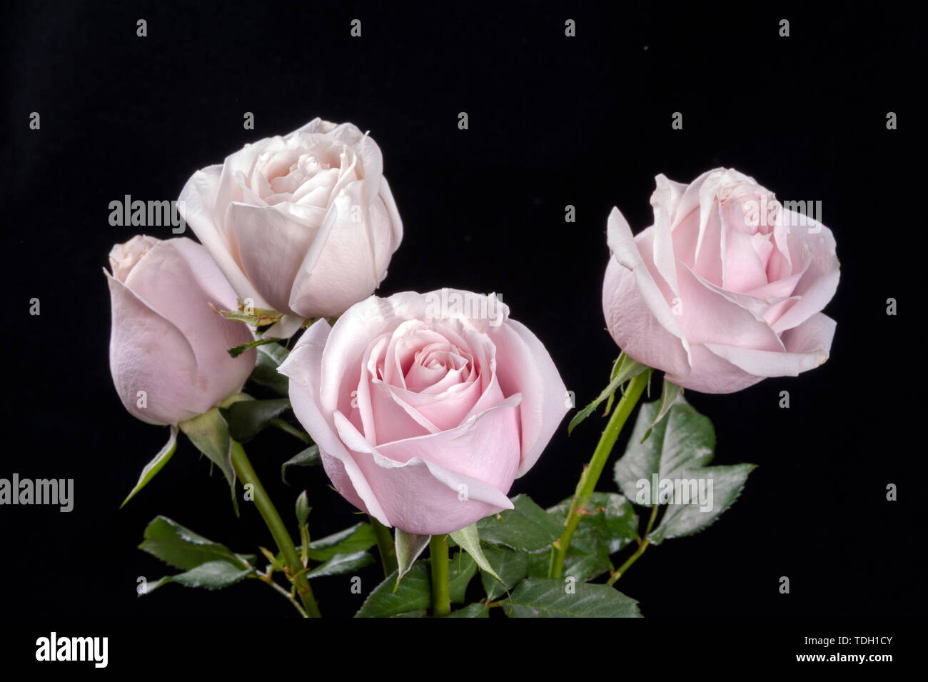 Pink Snow Mountain Rose Stock Photo - Alamy