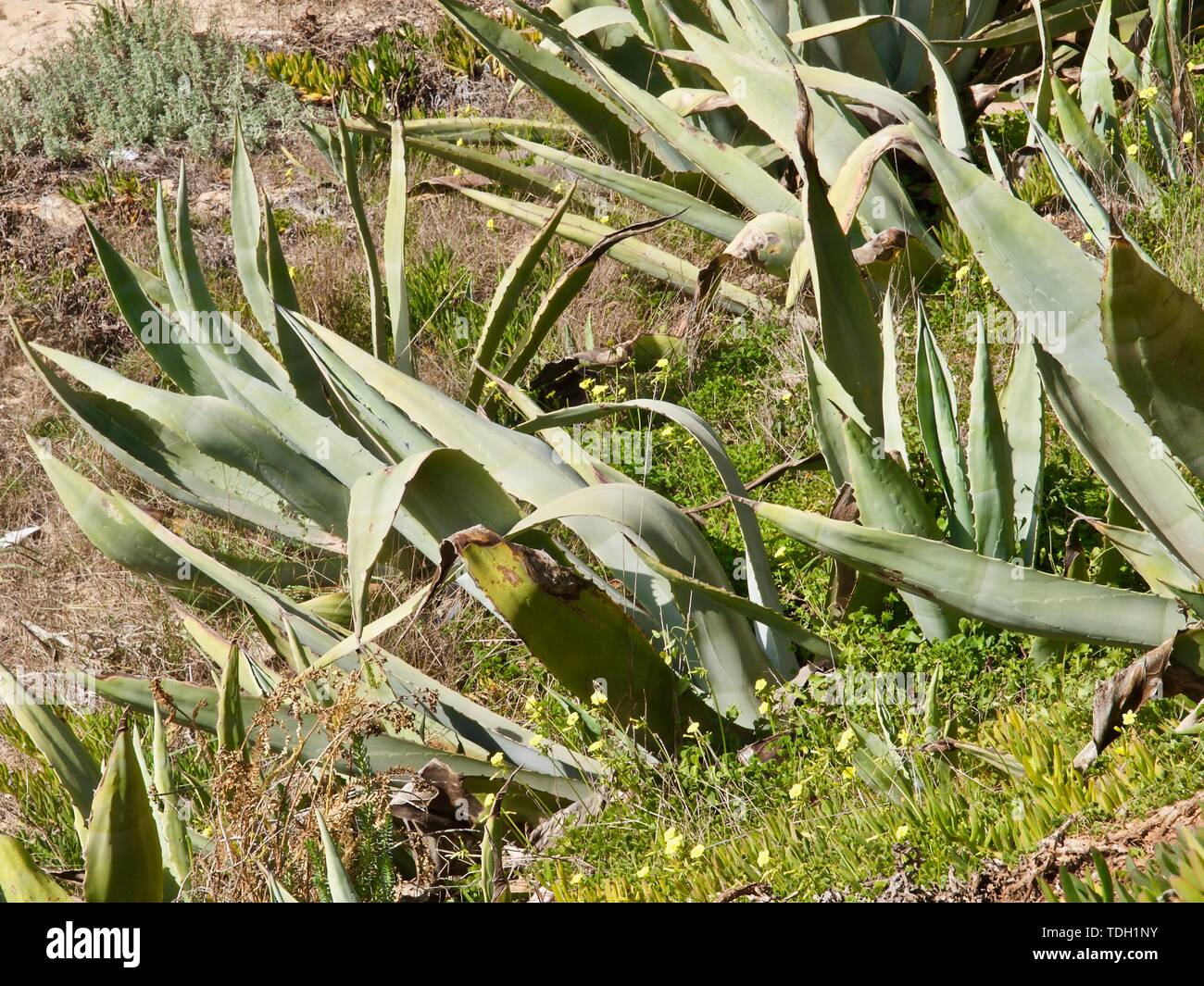 Macro of agave cacti growing wild outside Stock Photo - Alamy