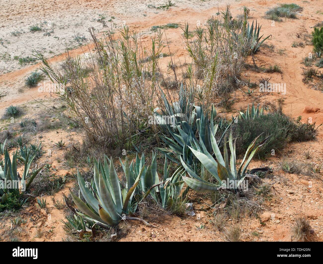 Macro of agave cacti growing wild outside Stock Photo - Alamy