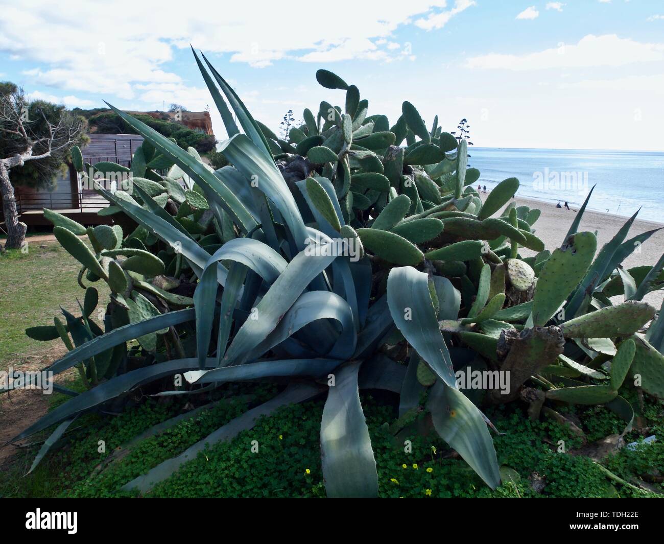 Macro of agave cacti growing wild outside Stock Photo - Alamy