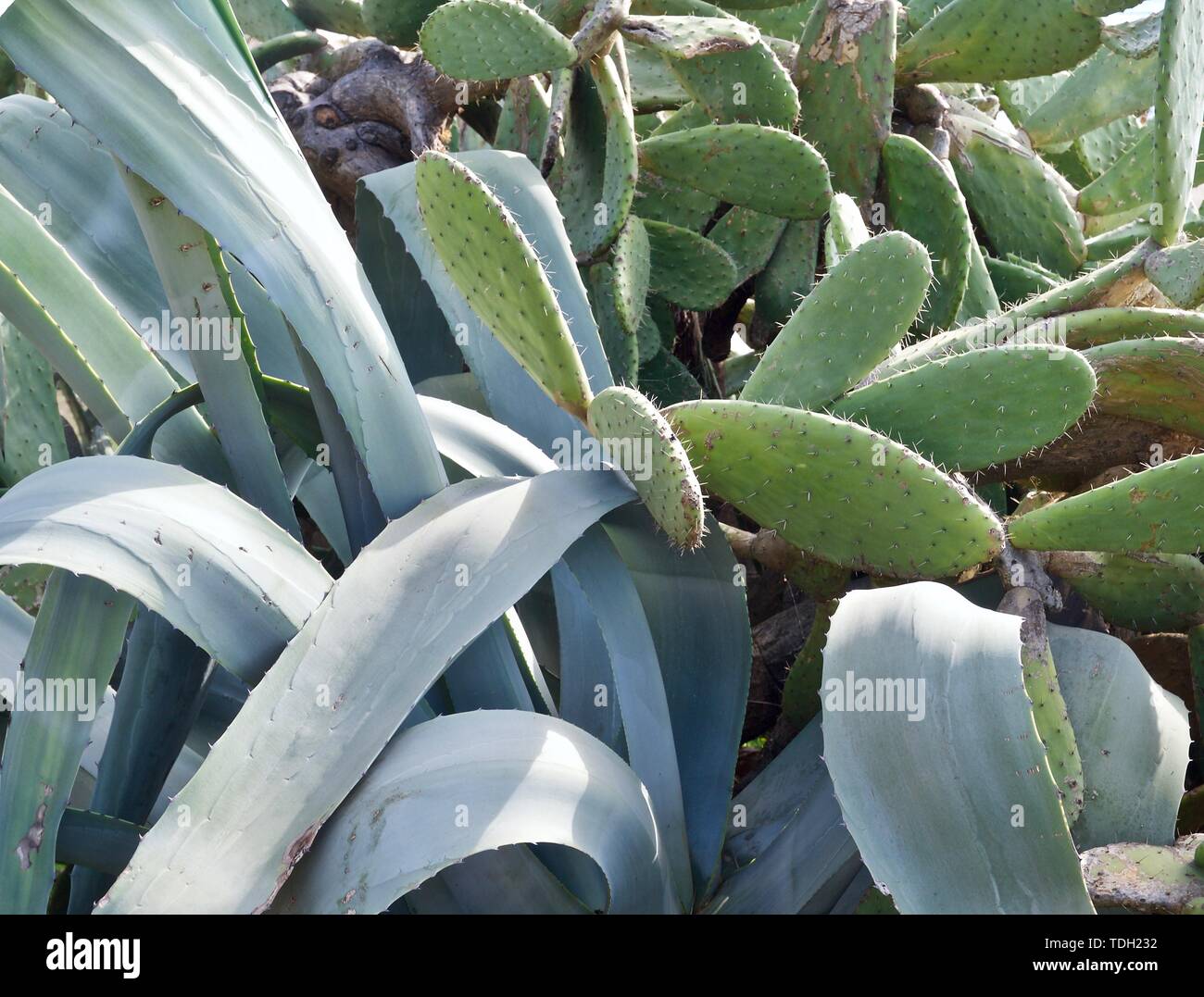 Macro of agave cacti growing wild outside Stock Photo - Alamy