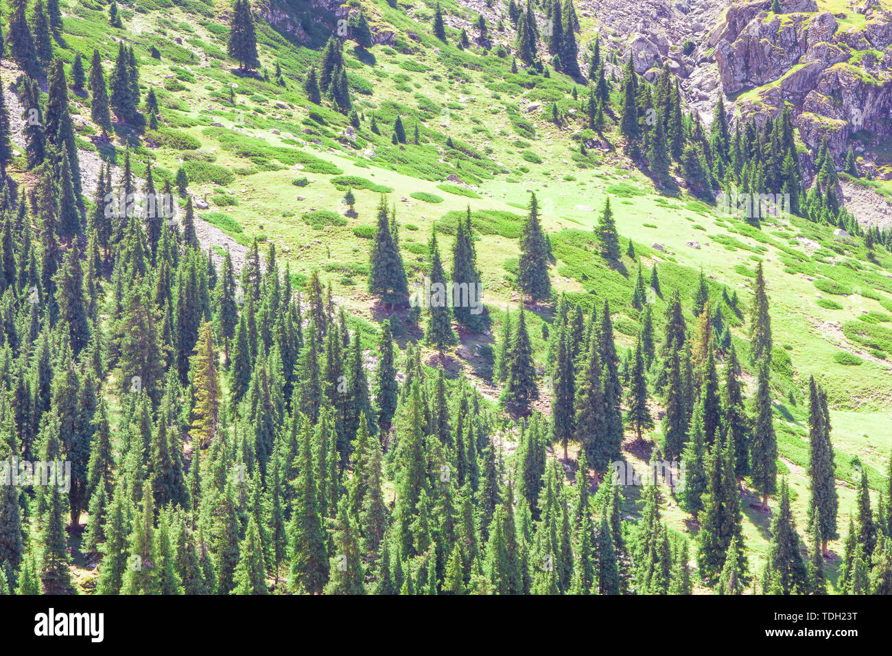 In summer, the spruce forest in Dadonggou, Bogda Peak Nature Reserve ...