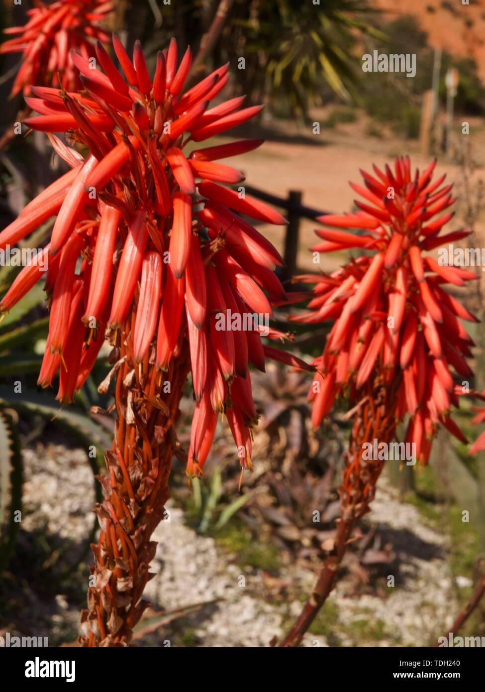 Red agave hi-res stock photography and images - Alamy