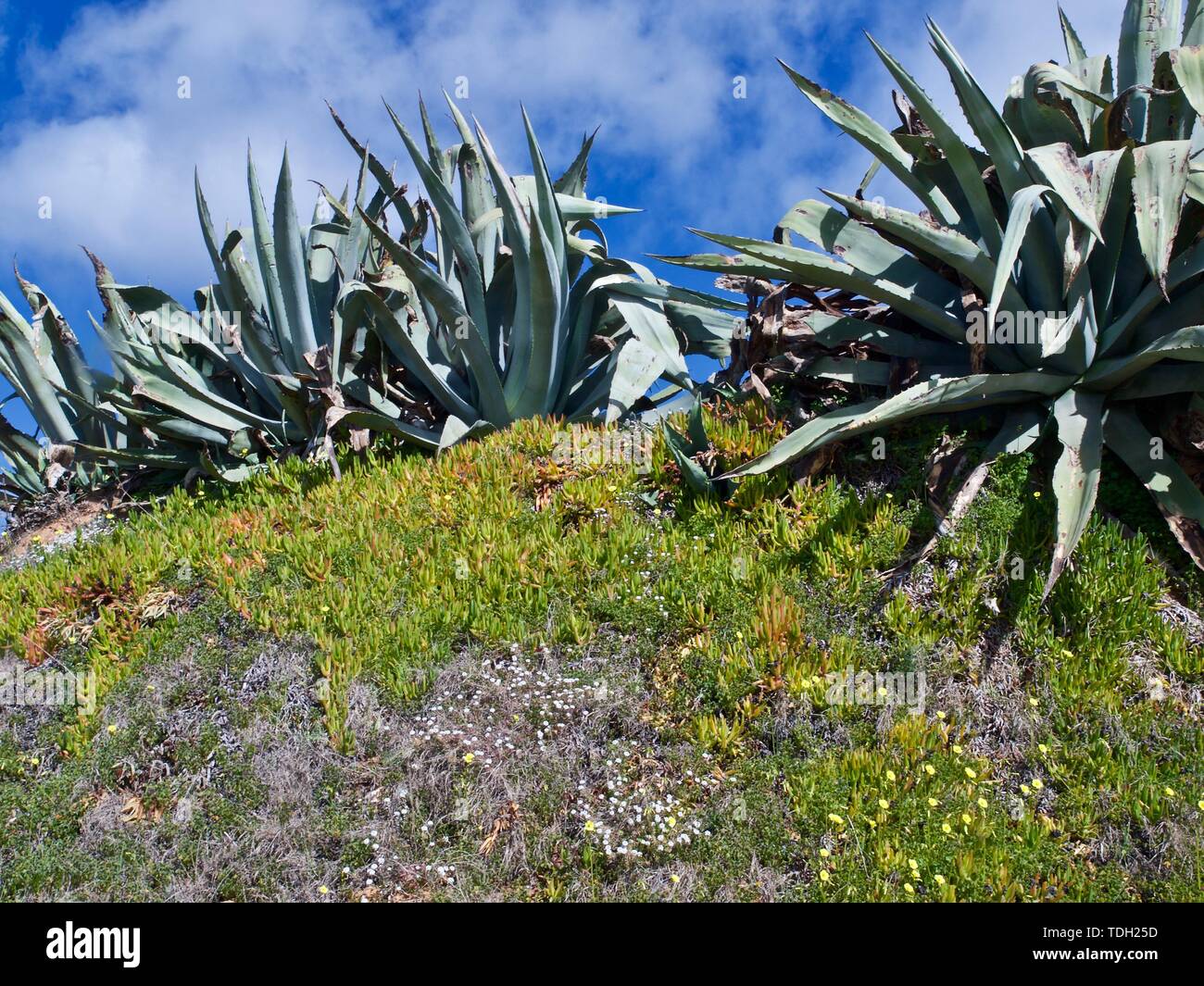 Macro of agave cacti growing wild outside Stock Photo - Alamy