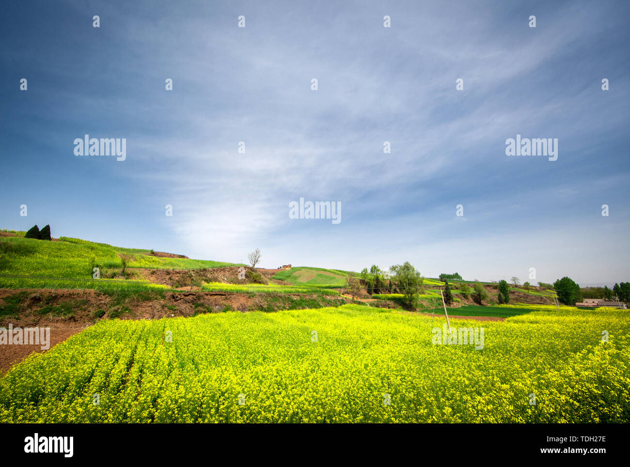 oilfield flower field Stock Photo - Alamy