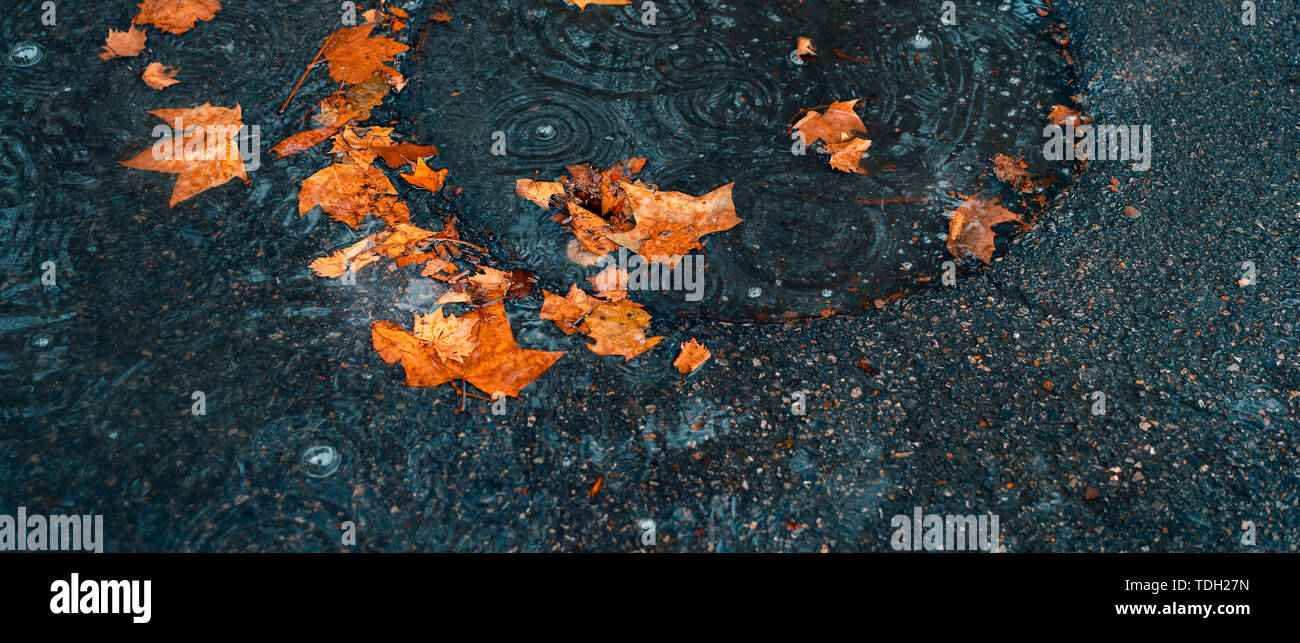The leaves of sycamore trees fall in puddles formed by rain Stock Photo ...