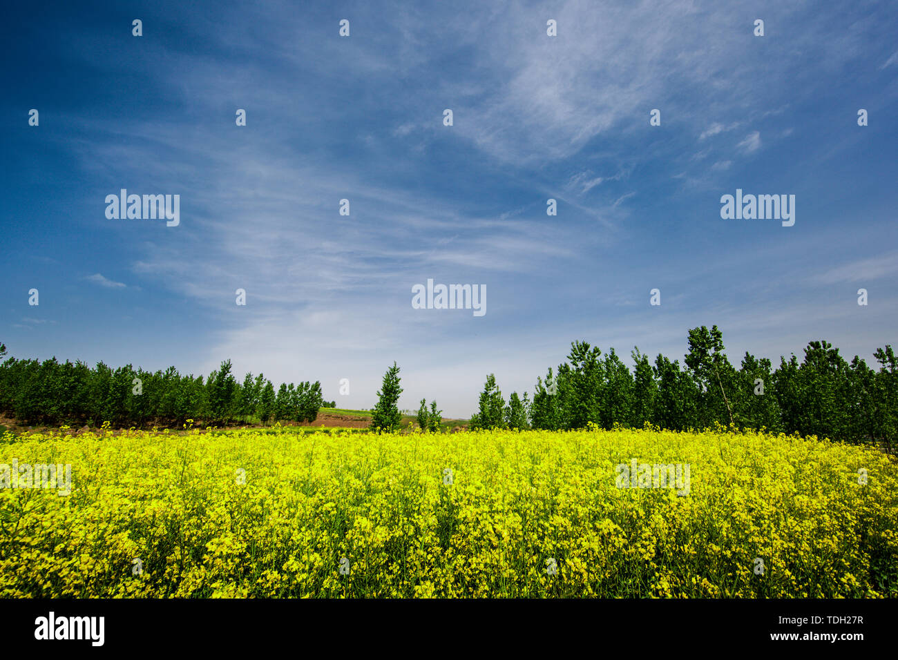 oilfield flower field Stock Photo - Alamy