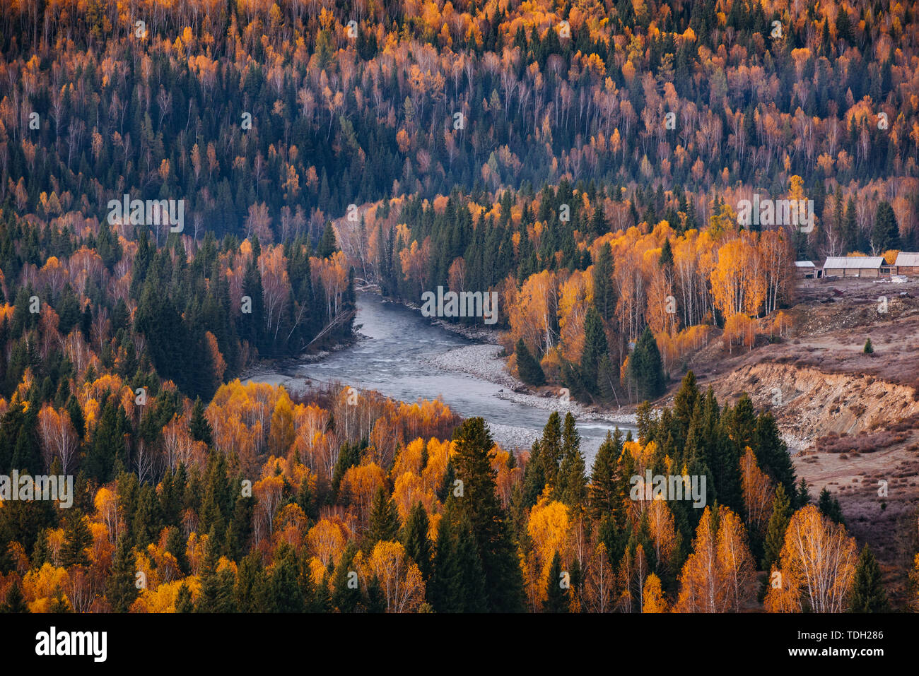 Maple leaf forests on both sides of the river Stock Photo - Alamy