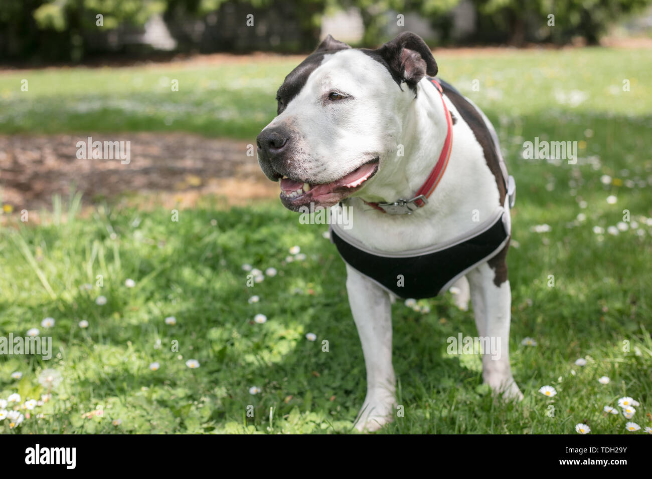 Bitbull hi-res stock photography and images - Alamy