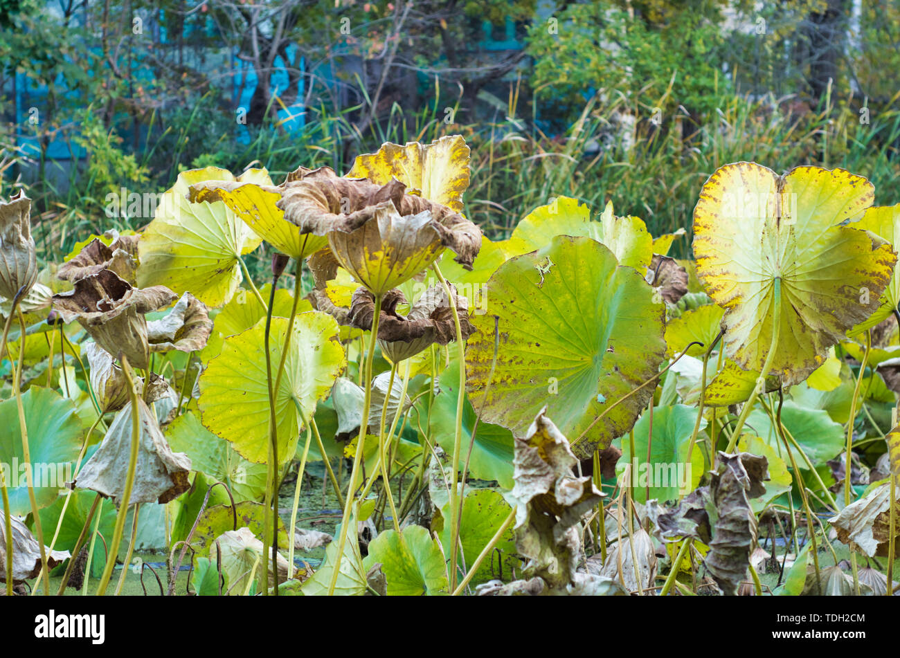Lotus leaves withered hi-res stock photography and images - Alamy