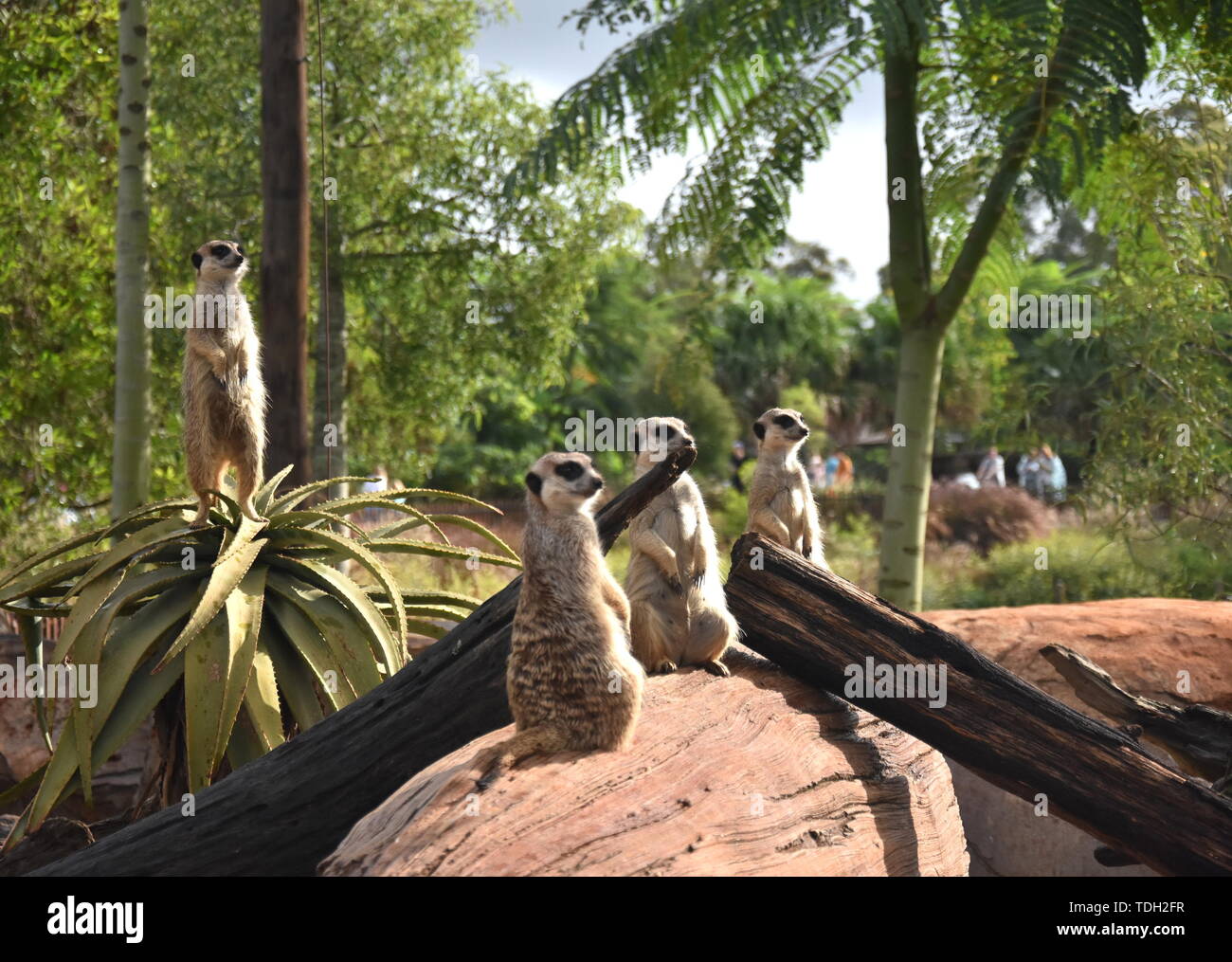 The meerkat or suricate (Suricata suricatta) is a small carnivoran ...