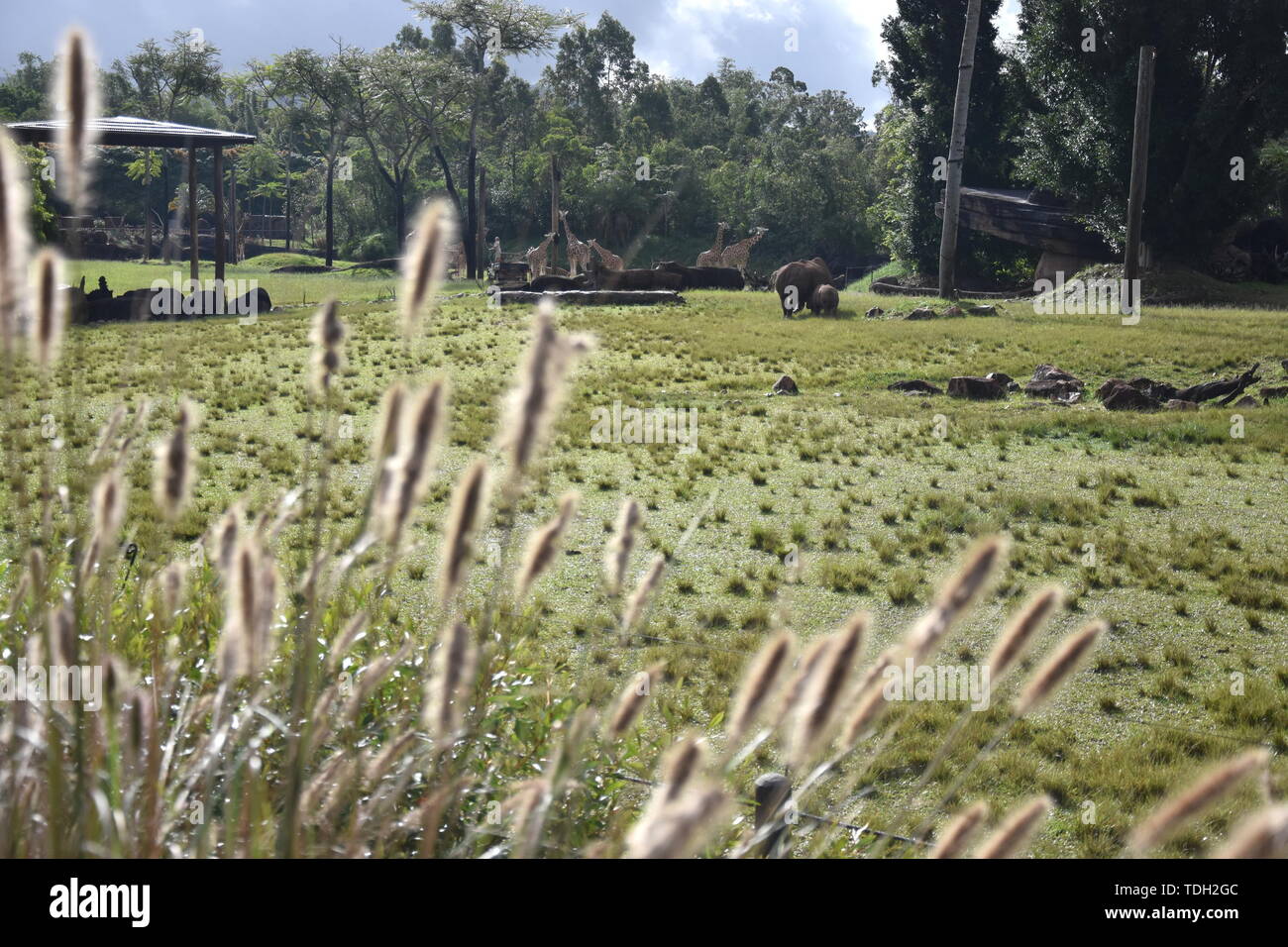 Beerwah reptile park hi-res stock photography and images - Alamy