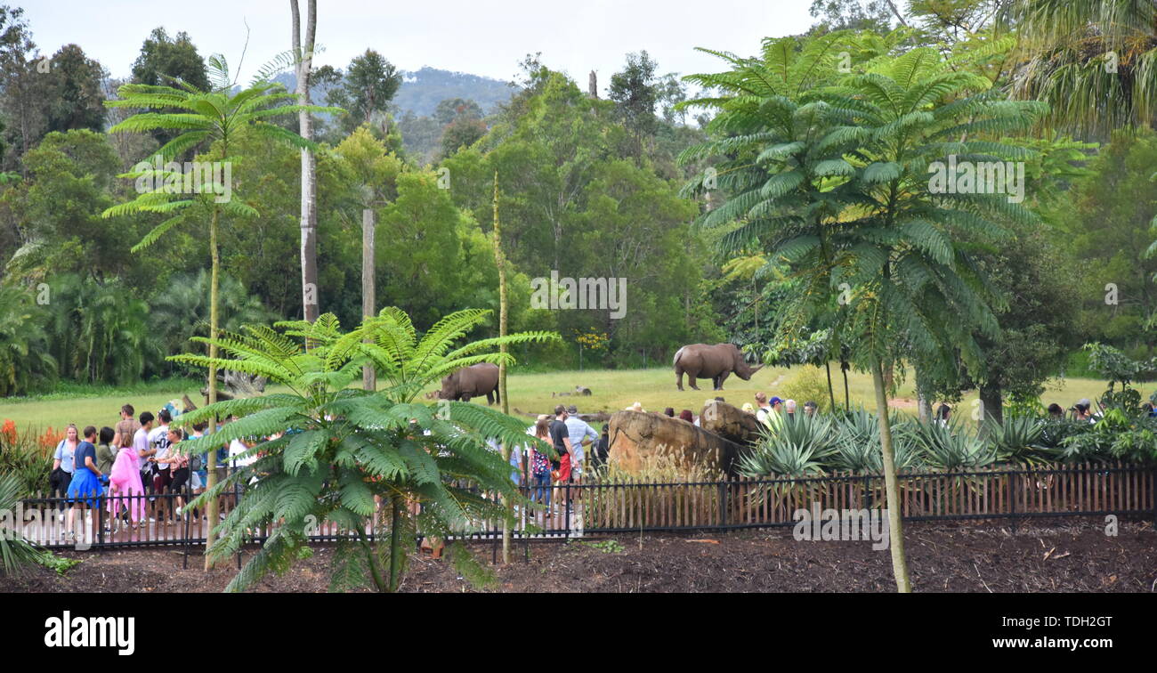 Beerwah, Australia - Apr 22, 2019. People watching Southern white ...