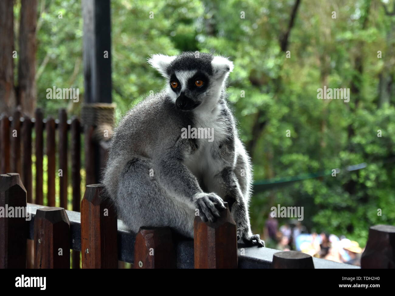 Ring-tailed lemur, or cat lemur, or Katta (Lemur catta) the most famous ...