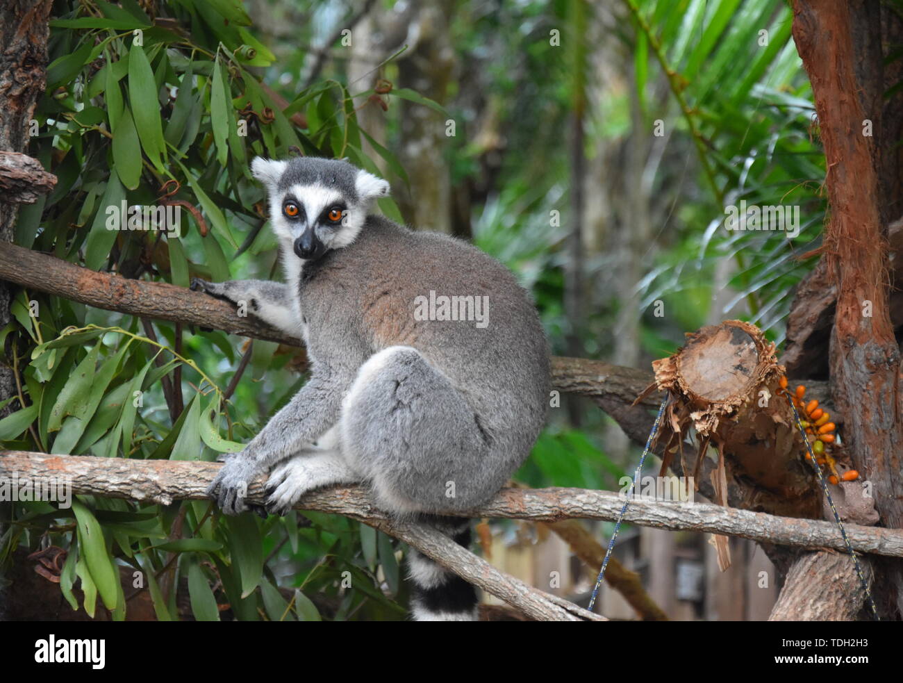 Ring-tailed lemur, or cat lemur, or Katta (Lemur catta) the most famous ...