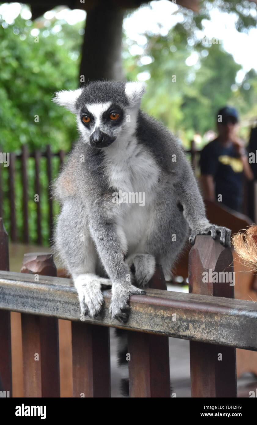 Ring-tailed lemur, or cat lemur, or Katta (Lemur catta) the most famous ...