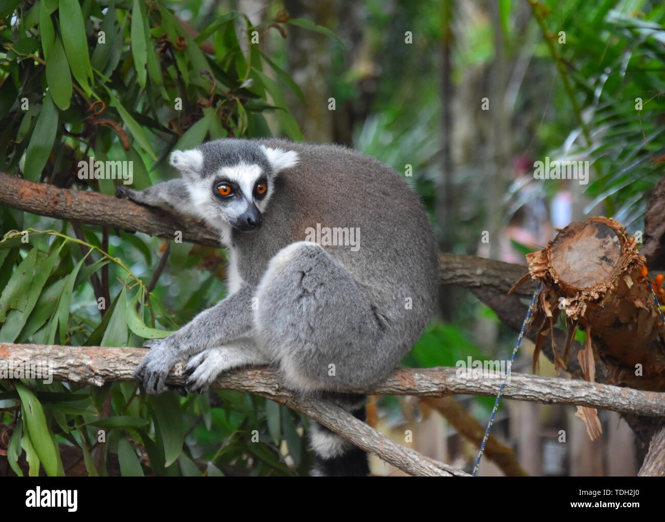 Ring-tailed lemur, or cat lemur, or Katta (Lemur catta) the most famous ...
